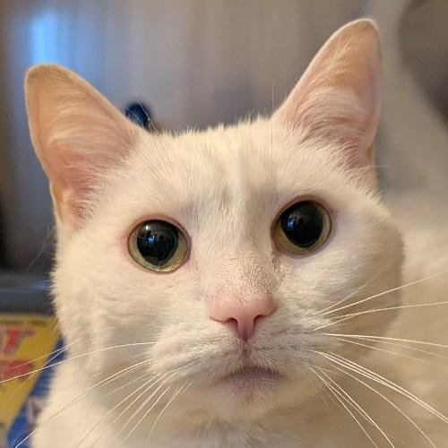 Cat for adoption - SNOWBALL, a Domestic Short Hair in Sequim, WA ...