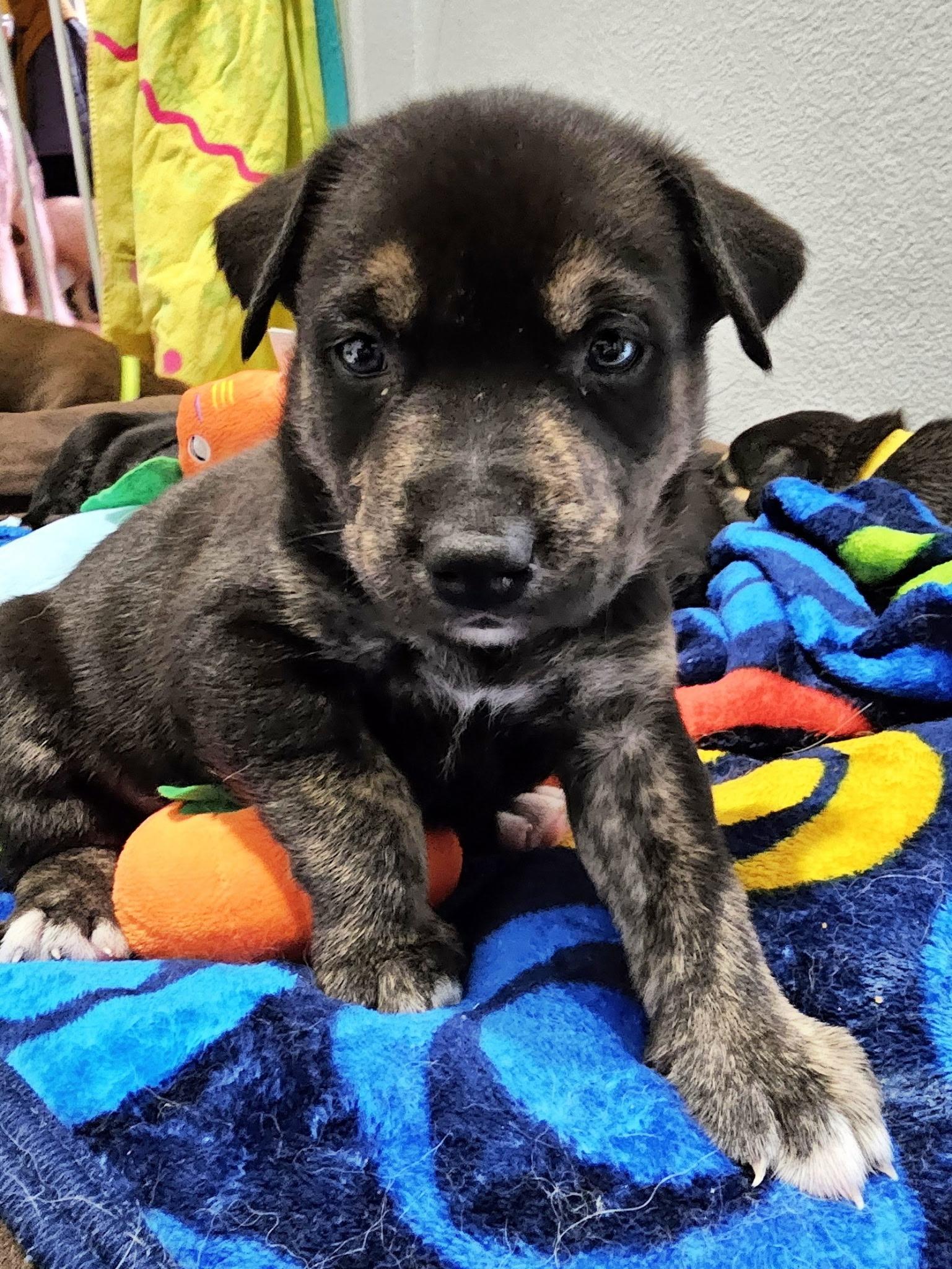 Dog for adoption - Barney, a Siberian Husky in Menifee, CA | Petfinder