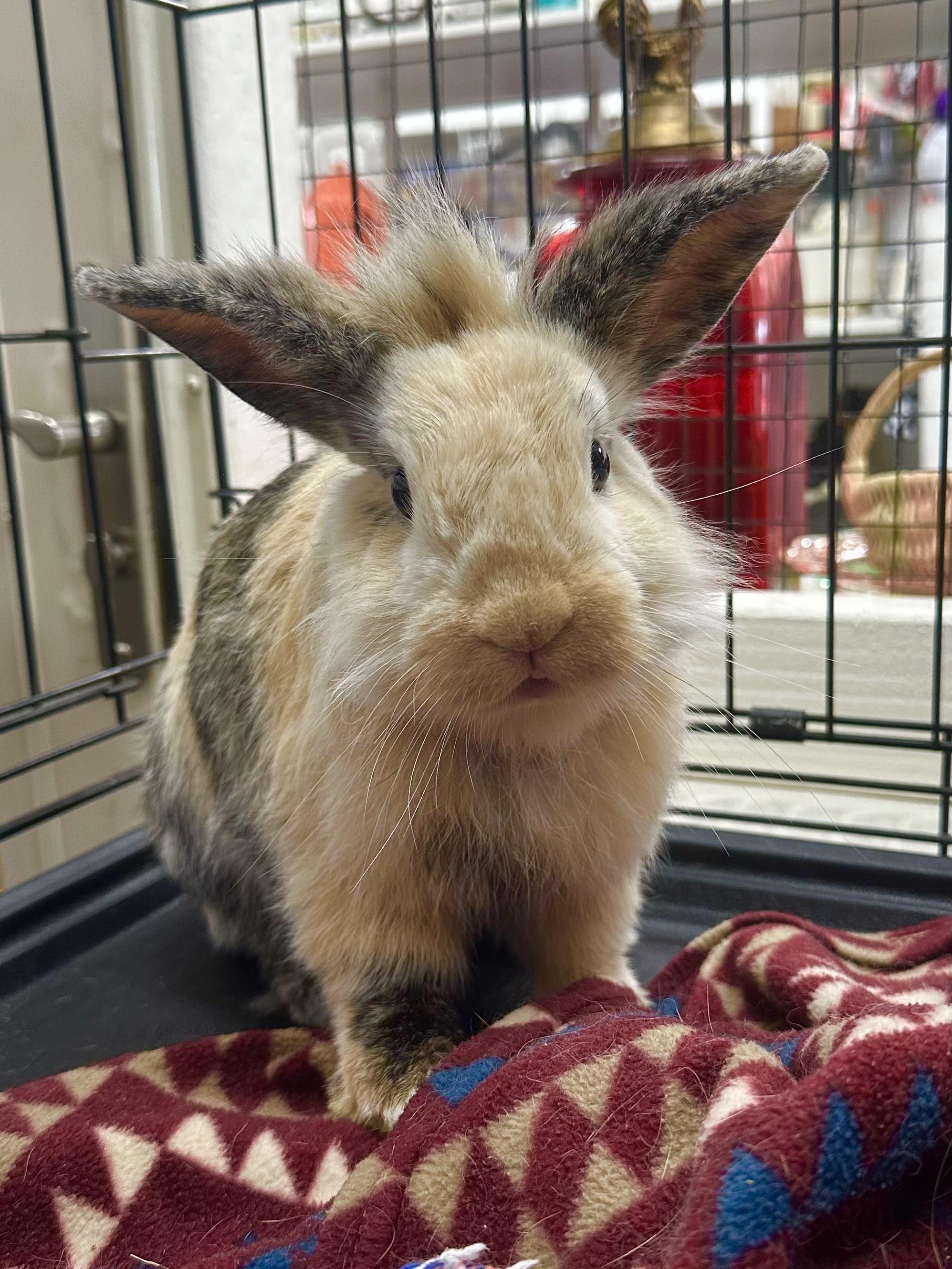 Rabbit for adoption - Chestnut, a Lionhead in Riverside, CA | Petfinder