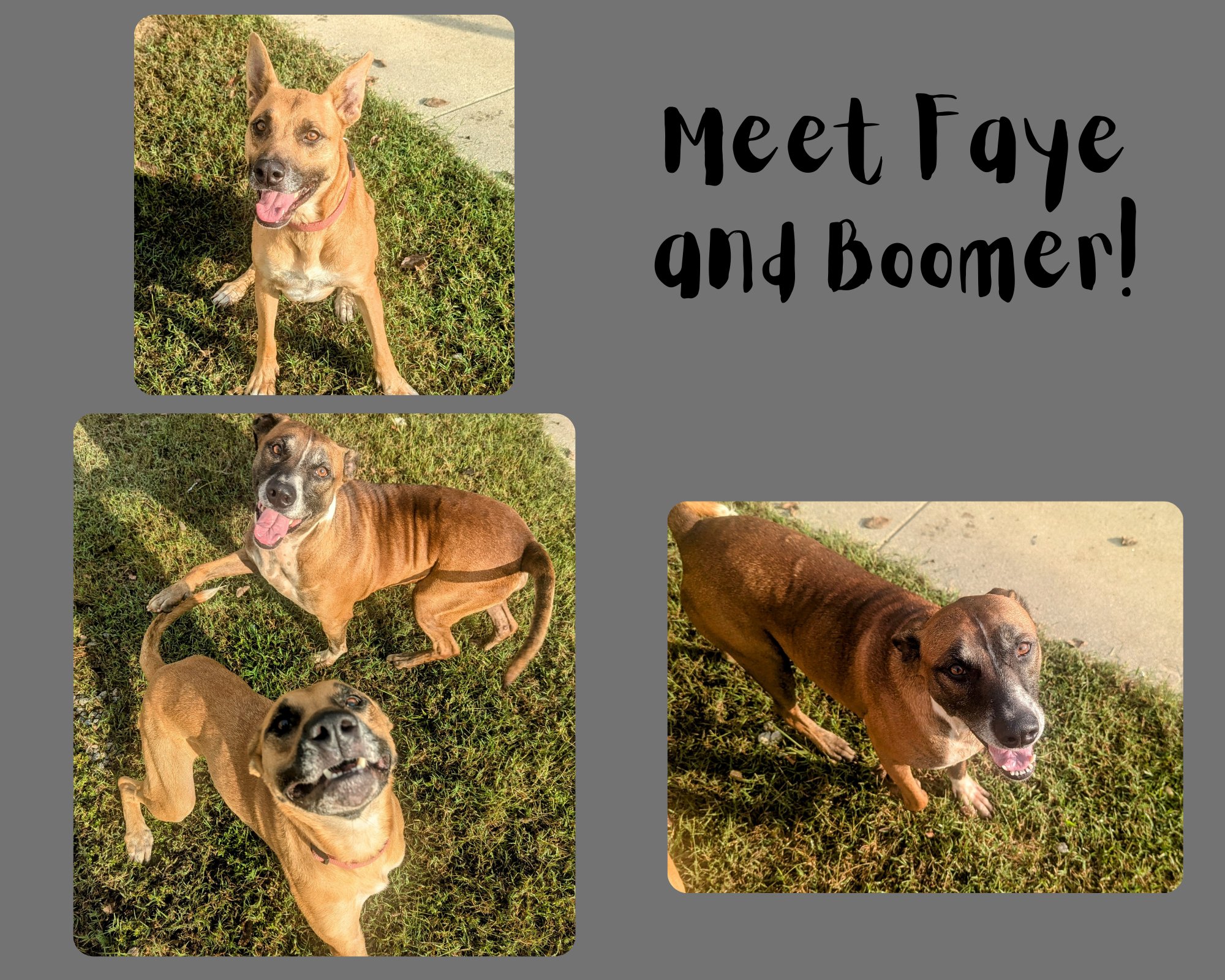 Dog for adoption - Boomer and Faye, a Belgian Shepherd / Malinois ...