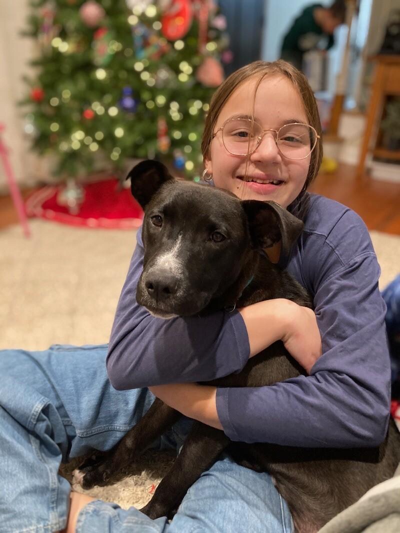 Dog for adoption - Huey Loves Hugs, a Black Labrador Retriever & German ...