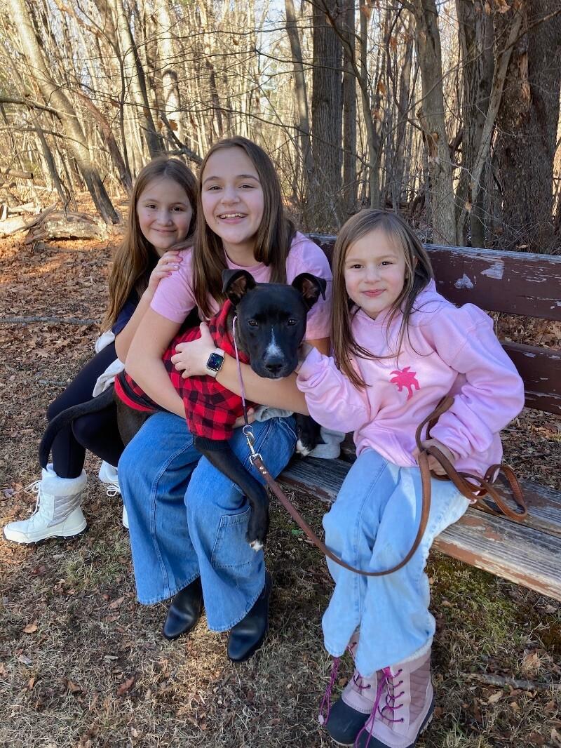 Dog for adoption - Huey Loves Hugs, a Black Labrador Retriever & German ...