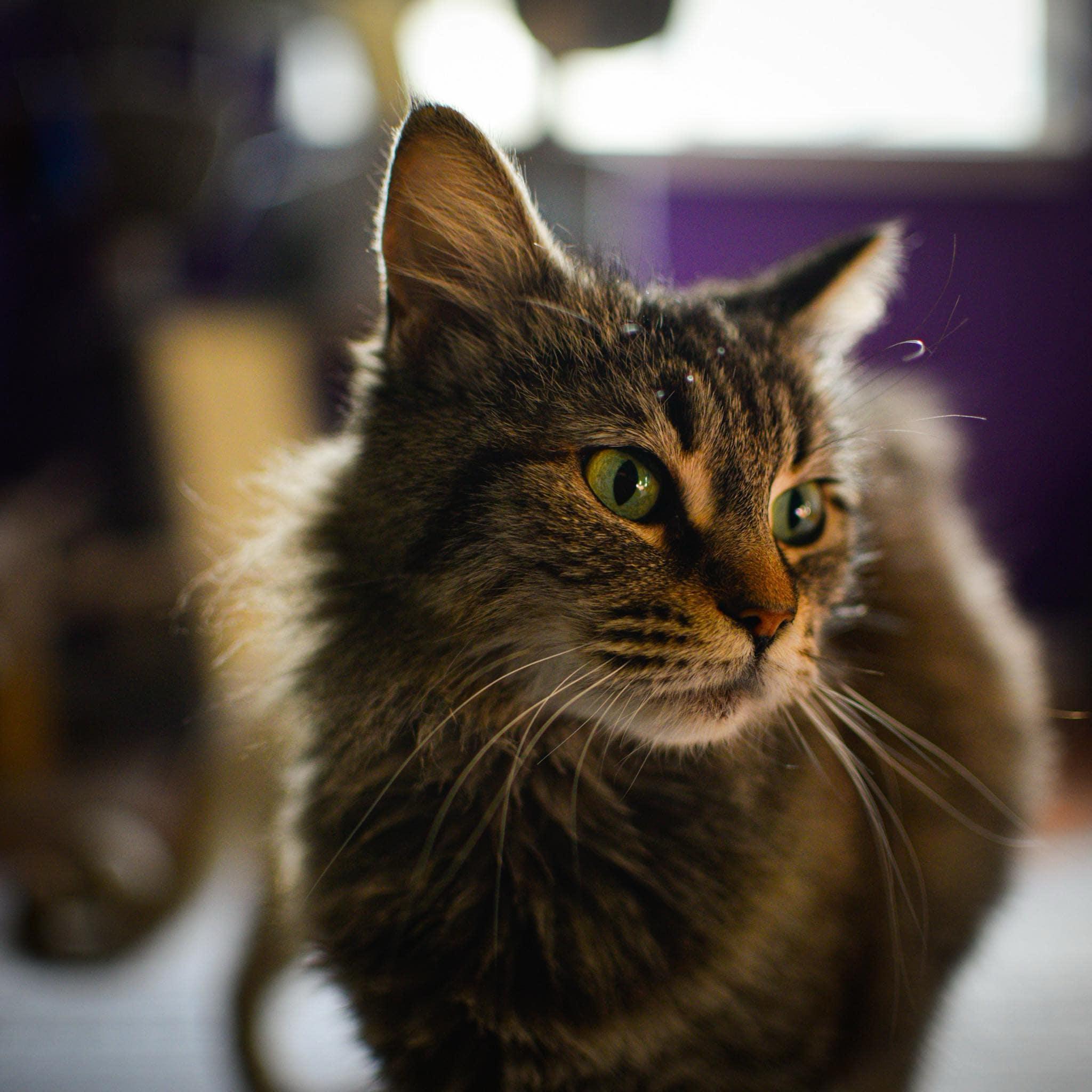 Cat for adoption - Tabitha, a Tabby & Maine Coon Mix in Napa, CA | Petfinder