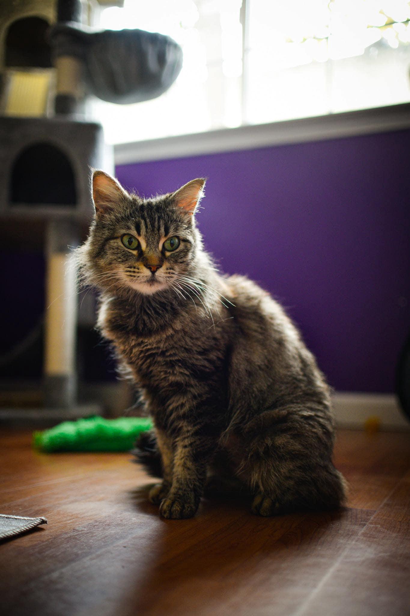 Cat for adoption - Tabitha, a Tabby & Maine Coon Mix in Napa, CA | Petfinder