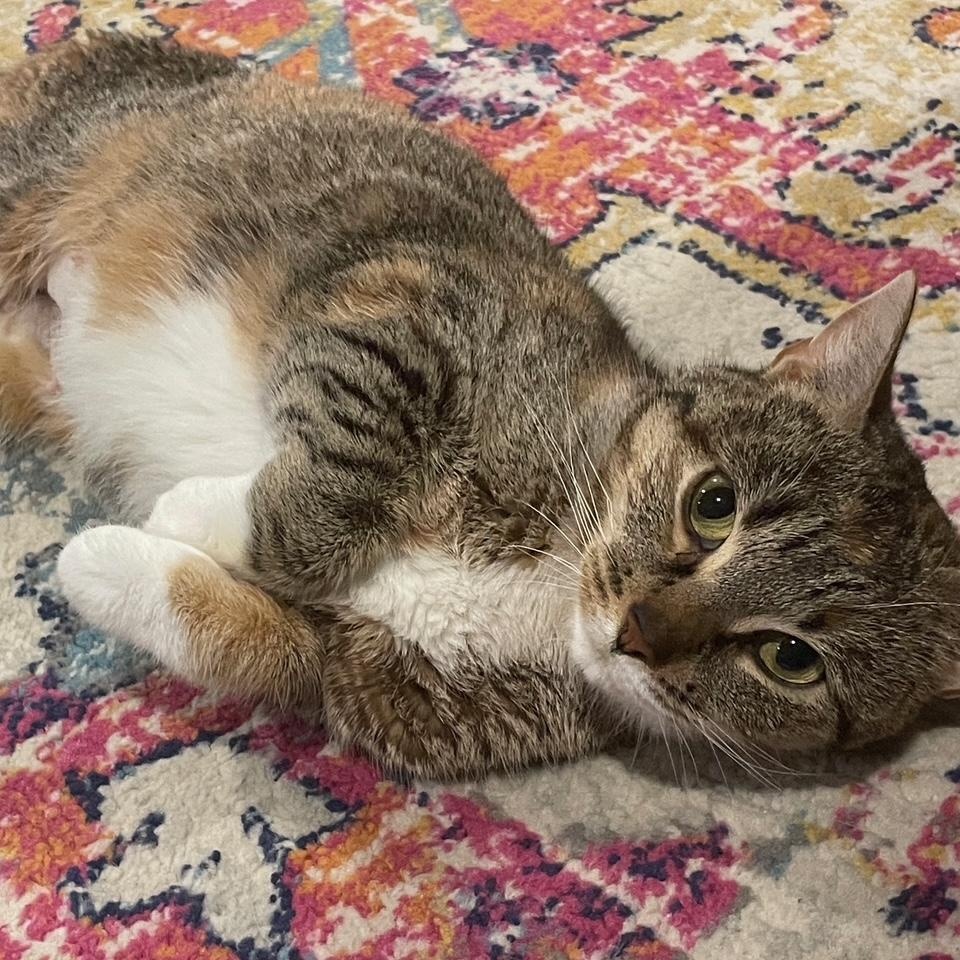 Cat for adoption - Clover, a Domestic Short Hair in Syracuse, NY ...