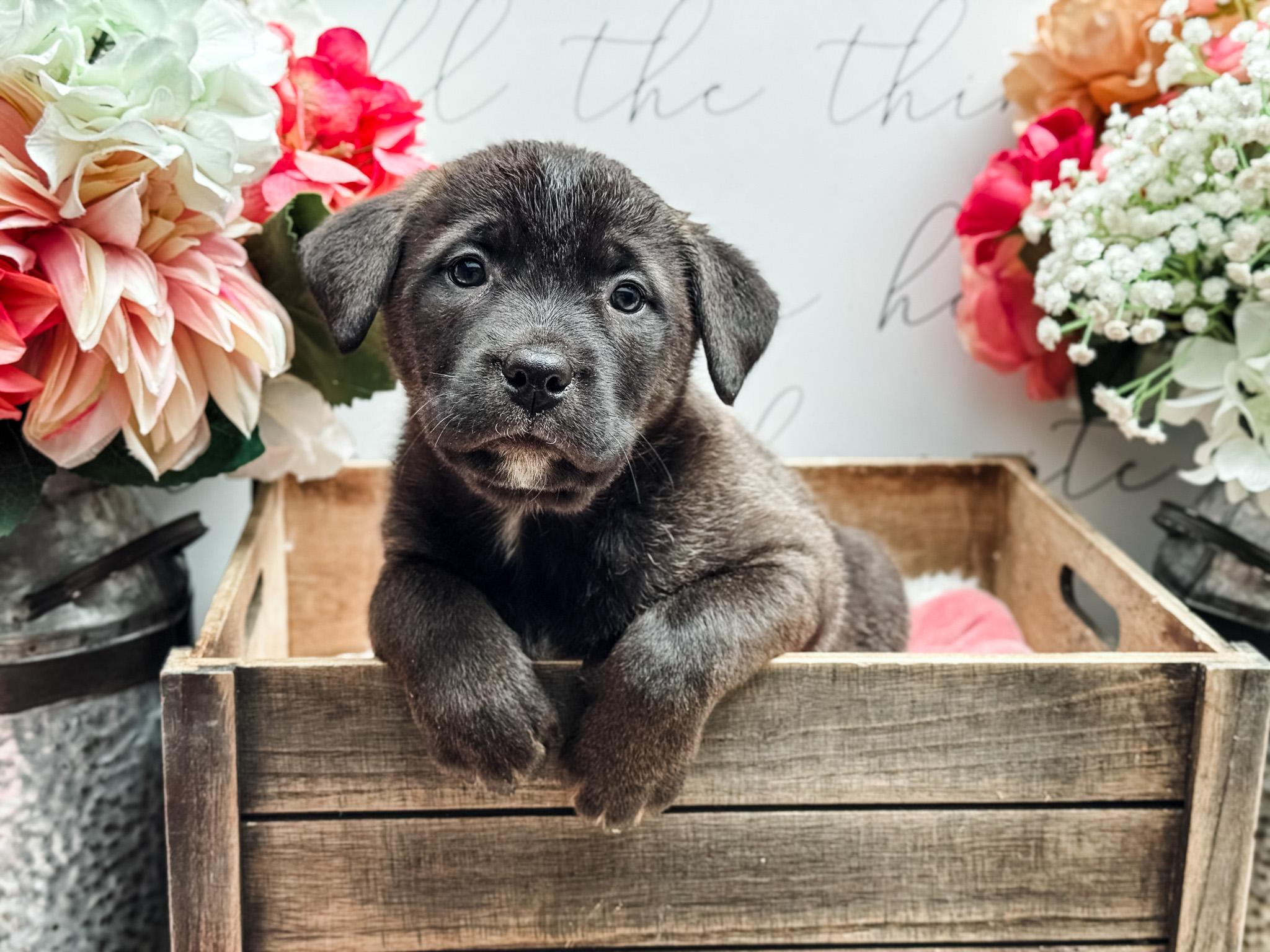 Dog for adoption - Zira, a Mastiff & Labrador Retriever Mix in Newberg ...