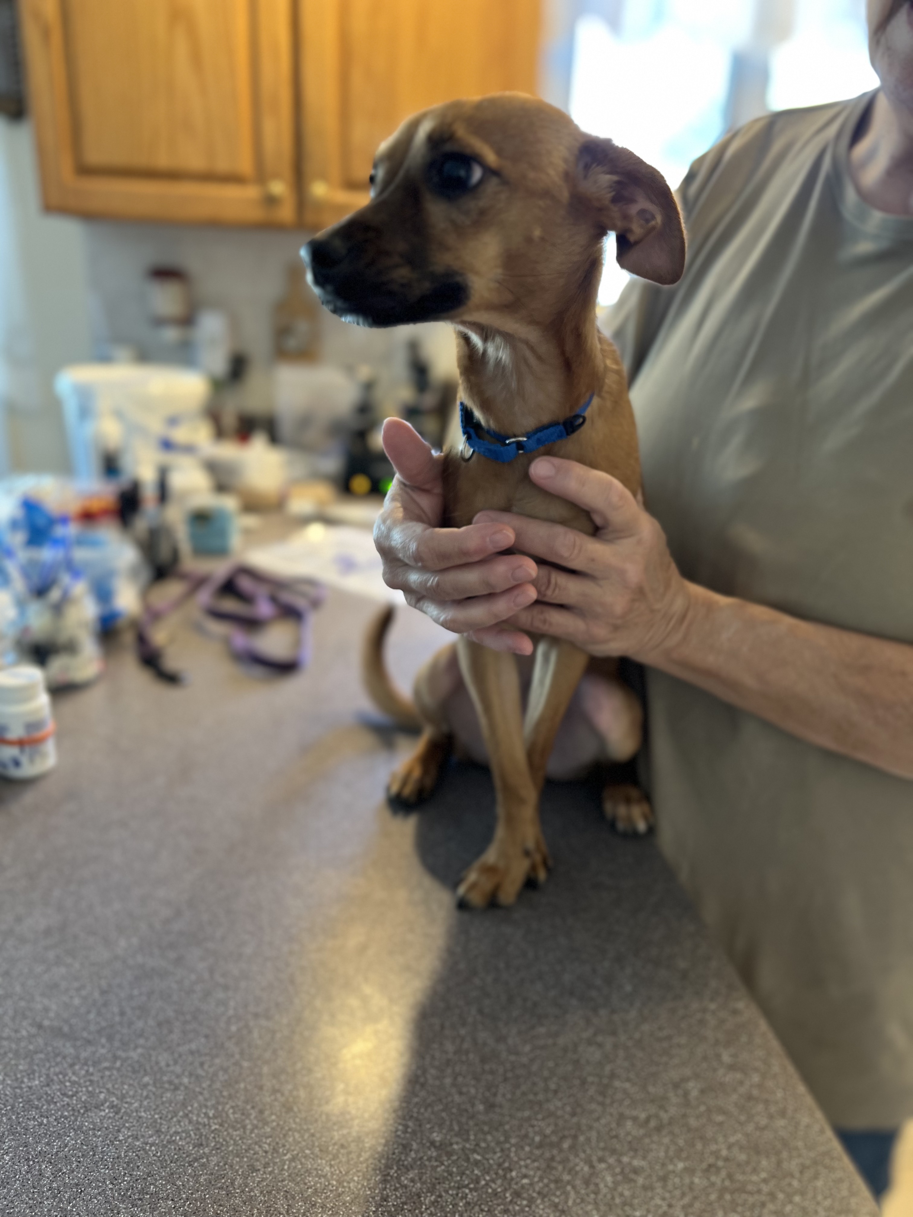 Dog for adoption - Bucky, a Dachshund Mix in Morrisville, PA | Petfinder