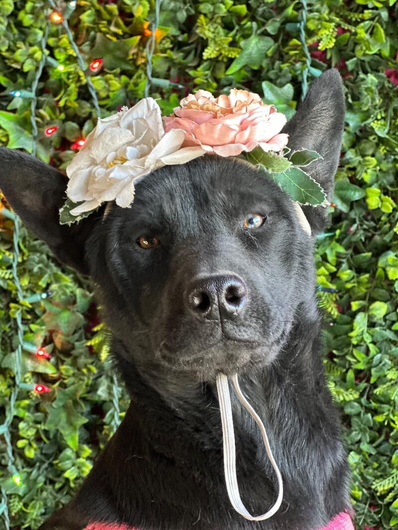 Dog for adoption - Azul, a Flat-Coated Retriever & Black Labrador ...