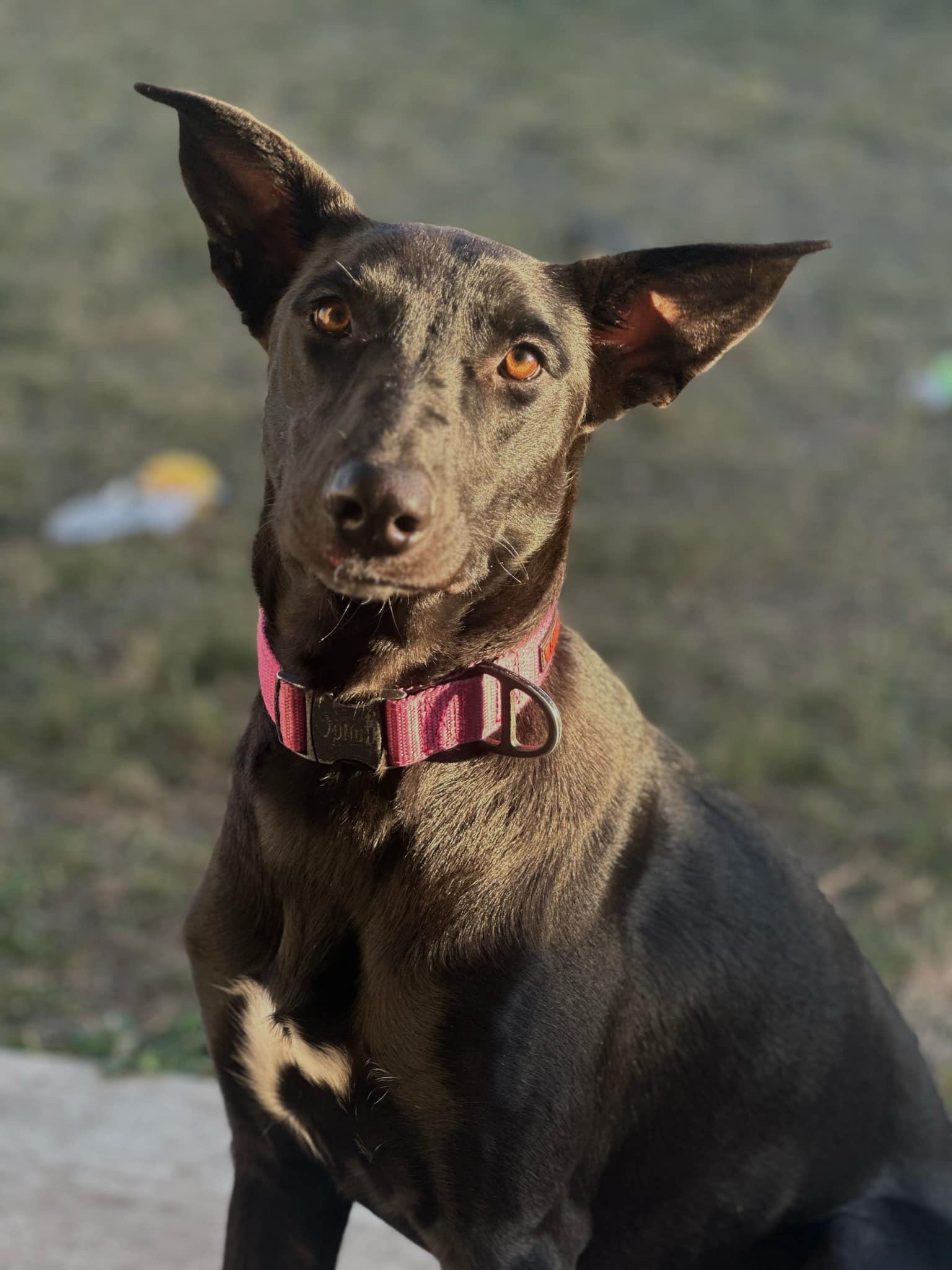 Dog for adoption - Finley, a Belgian Shepherd / Malinois & Labrador ...