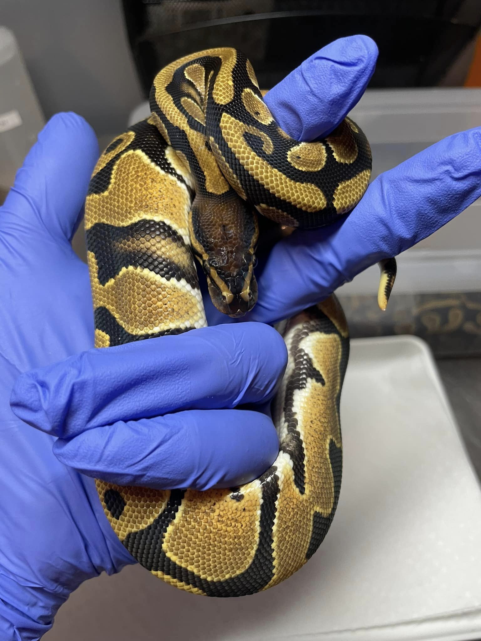 Snake for adoption - Frida, a Ball Python in Durham, NC | Petfinder