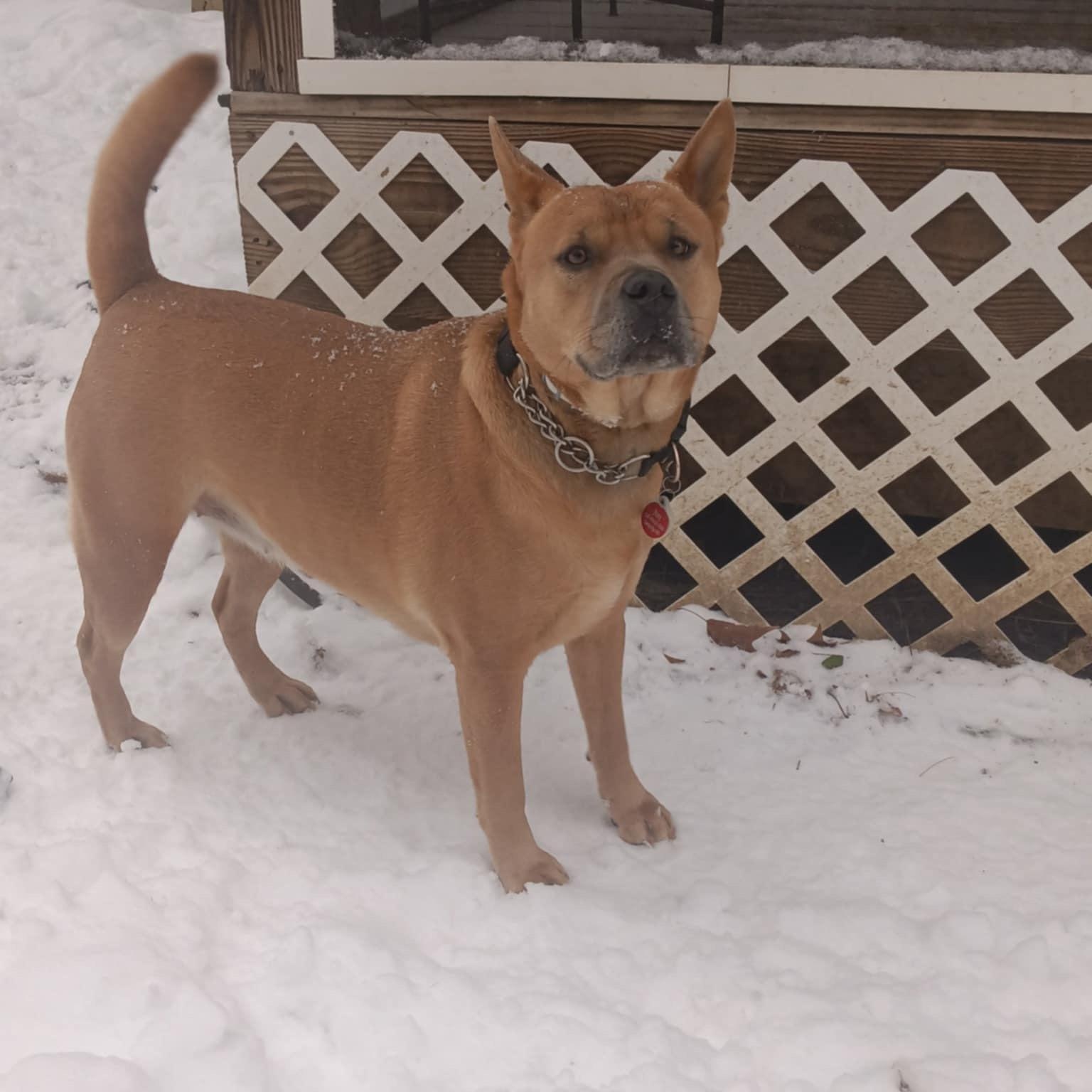 Dog for adoption - Roxy, a Chow Chow Mix in Chesapeake Beach, MD ...