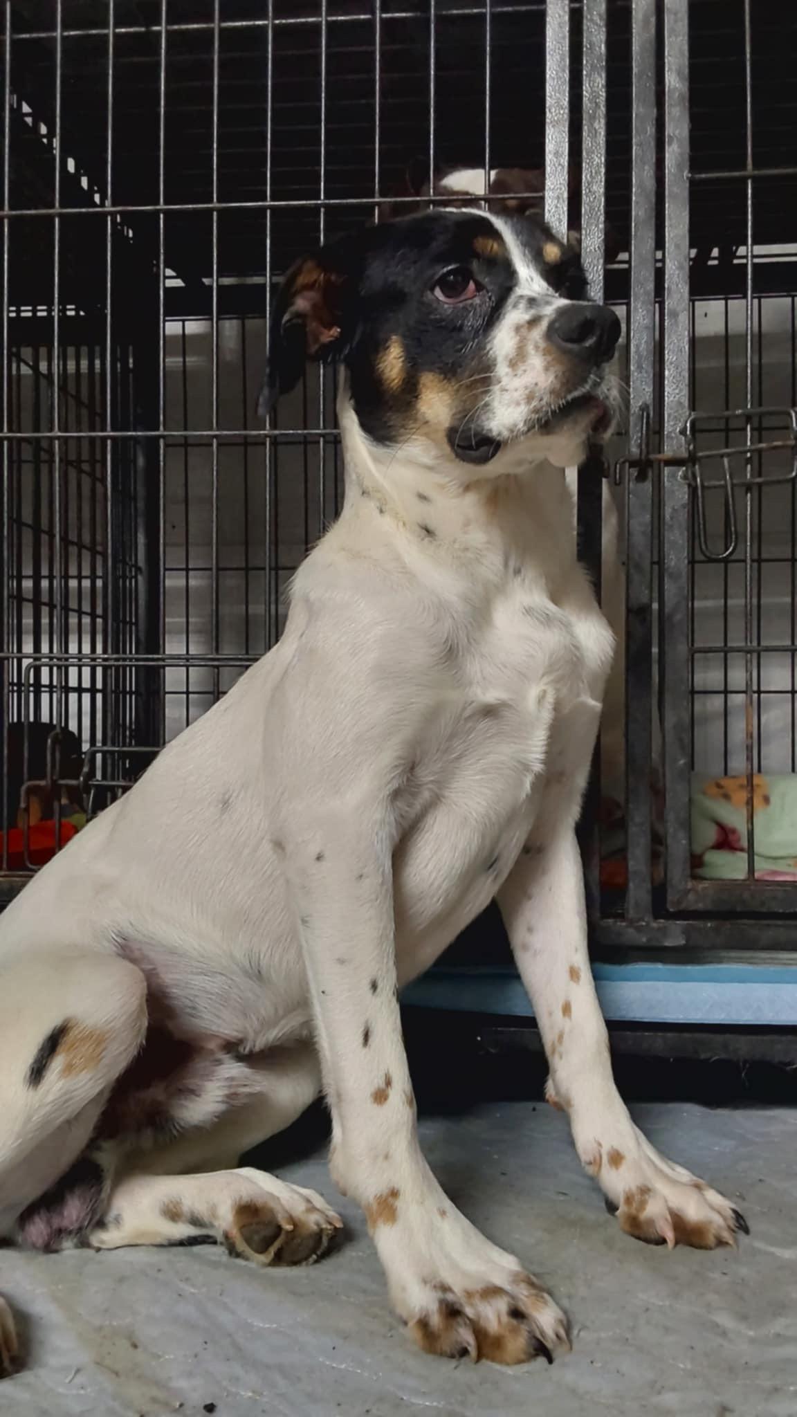 Dog for adoption - Costello, a Boxer & Pointer Mix in Edgewood, MD ...