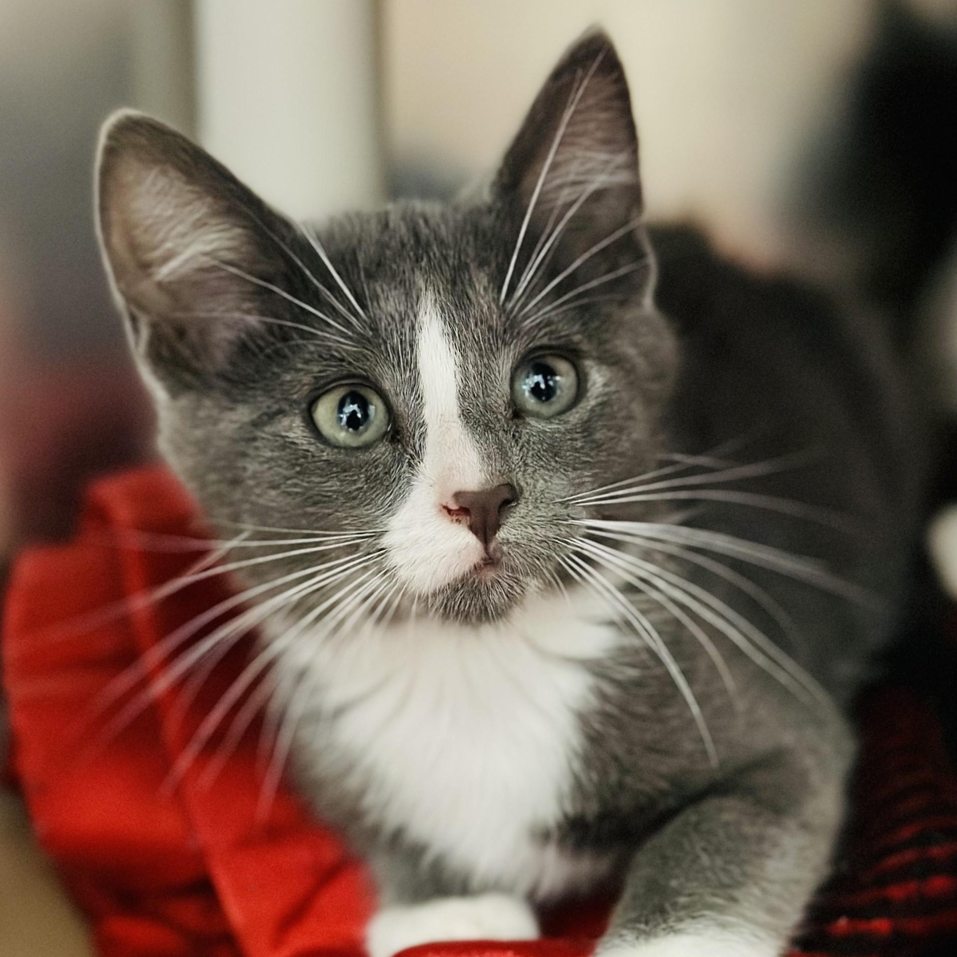 Cat for adoption - Ash, a Domestic Short Hair in Manahawkin, NJ | Petfinder