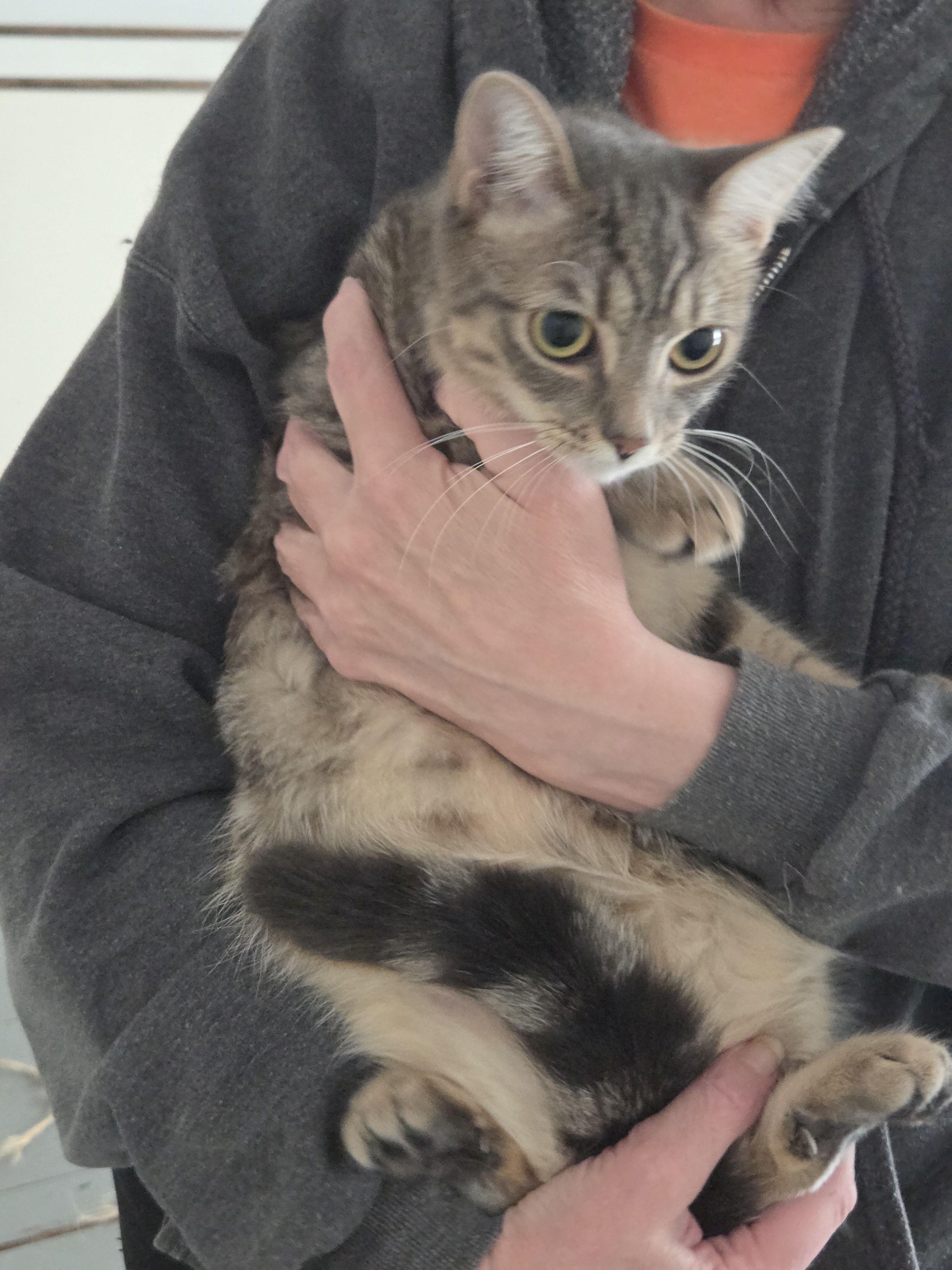 Cat for adoption - Katie, a Domestic Short Hair in Peterborough, NH ...
