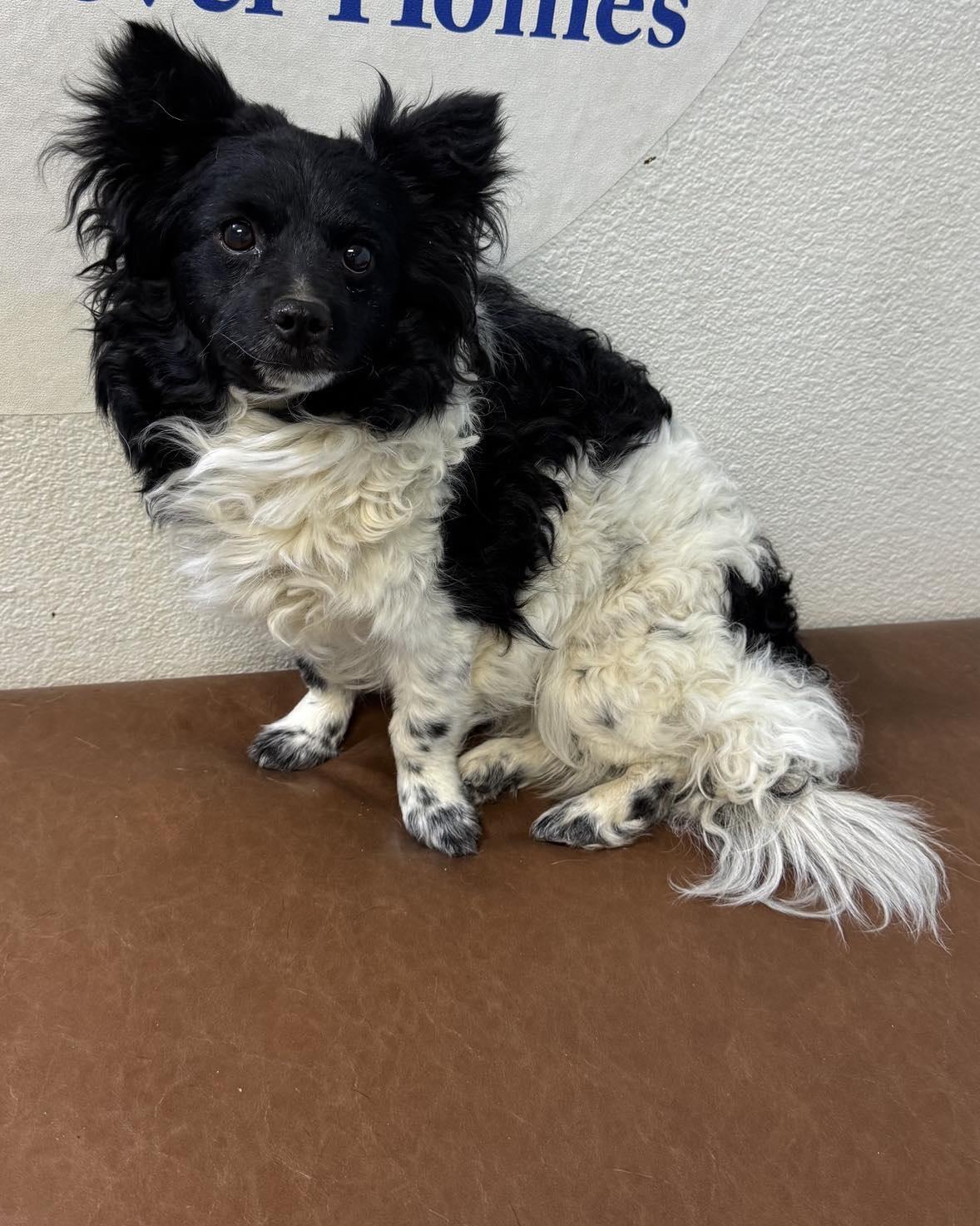 Dog for adoption - Willow, a Dachshund & Spaniel Mix in Las Vegas, NV | Petfinder