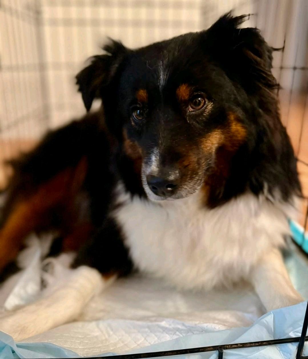 Dog for adoption - Reece, an Australian Shepherd in Torrington, CT ...