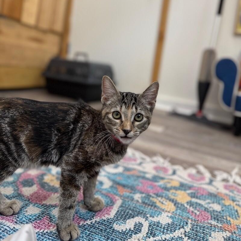 Cat for adoption - Brooklyn New York, a Domestic Short Hair Mix in ...