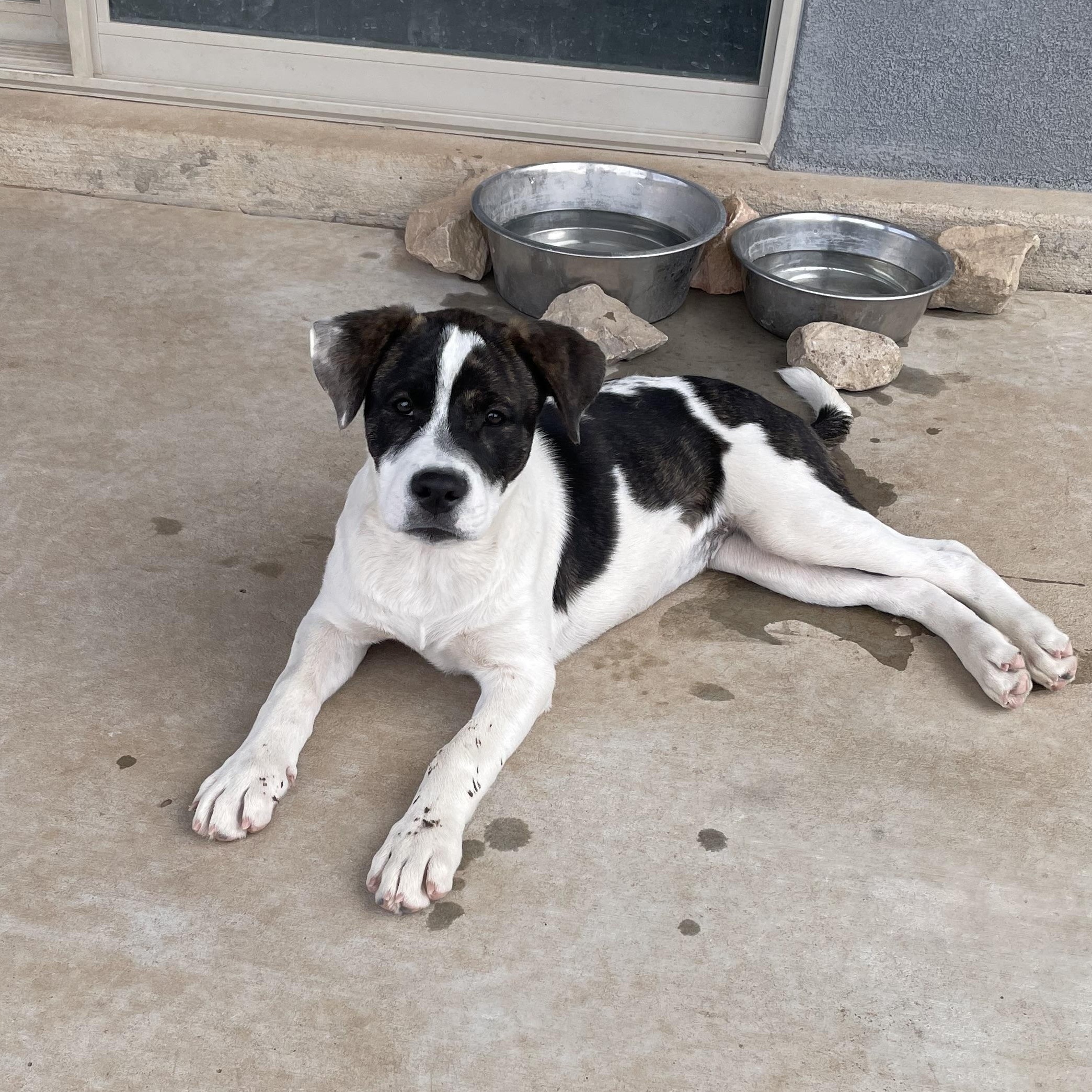 Dog for adoption - Mary Jane aka MJ, a Boxer & Pit Bull Terrier Mix in Rio Rancho, NM | Petfinder