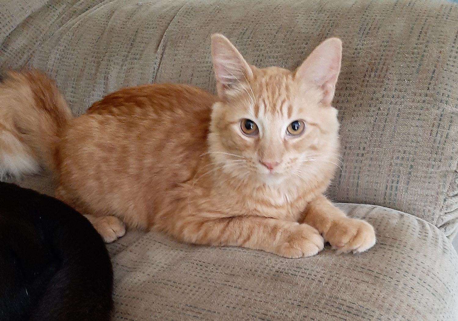 Available Cats and Kittens - Johnston County Animal Protection League ...