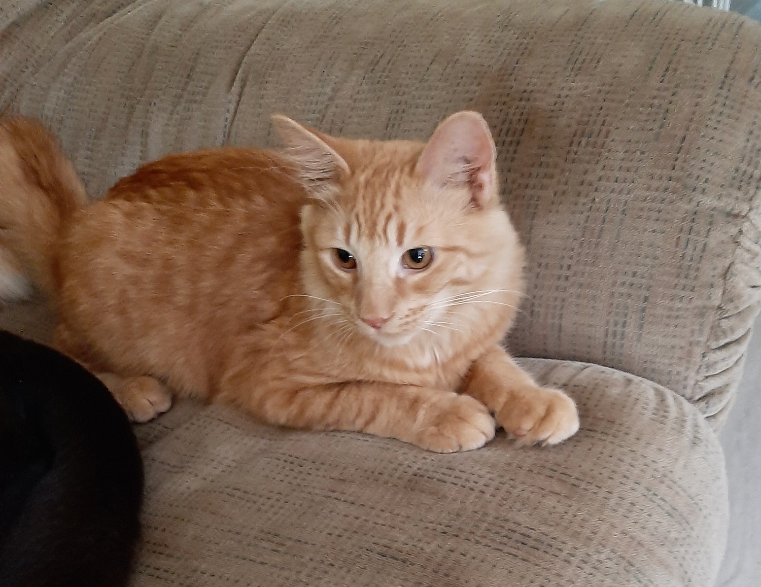 Available Cats and Kittens - Johnston County Animal Protection League ...