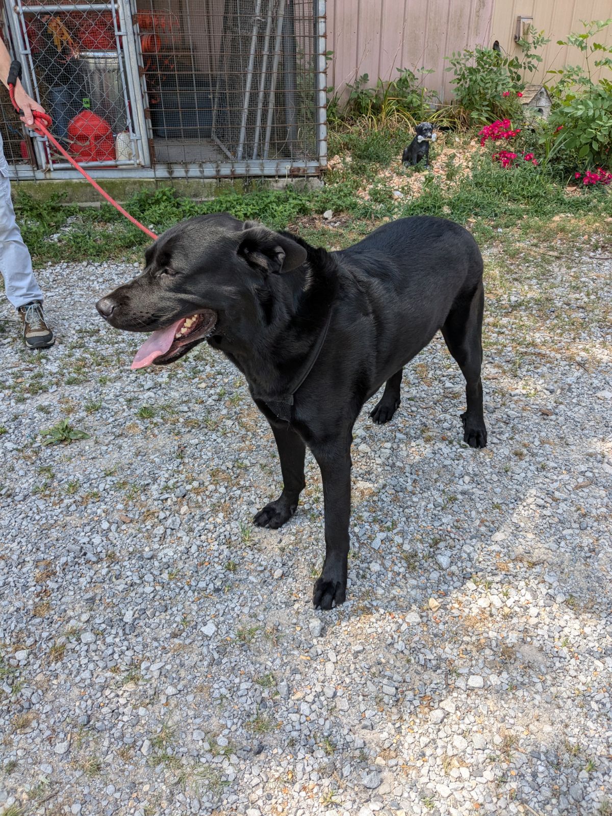Adopt A Friend - Bella Vista Animal Shelter