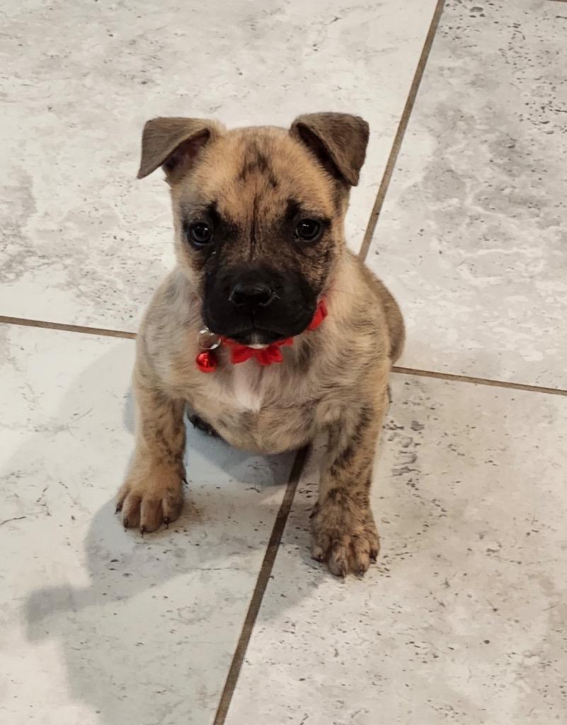 Dog for adoption - Katara, a Mixed Breed in Farmington, UT | Petfinder