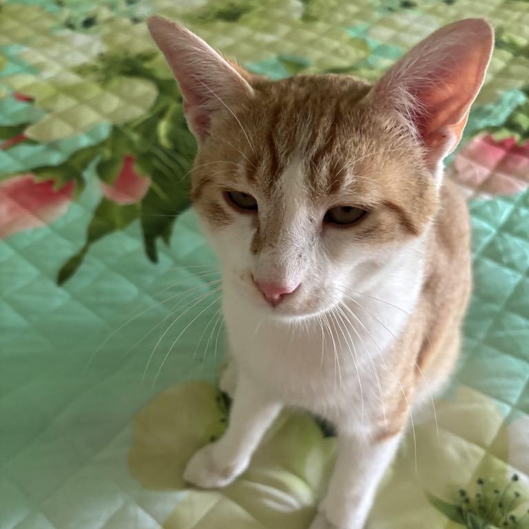 Cat for adoption - Freddy, a Domestic Short Hair in Chatham, ON | Petfinder