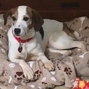 Dog for adoption - Paige, a Beagle & English Pointer Mix in Lebanon, OH ...
