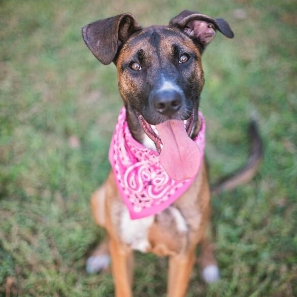 Dog for adoption - Pearl with the pretty puppy eyes, a Labrador ...