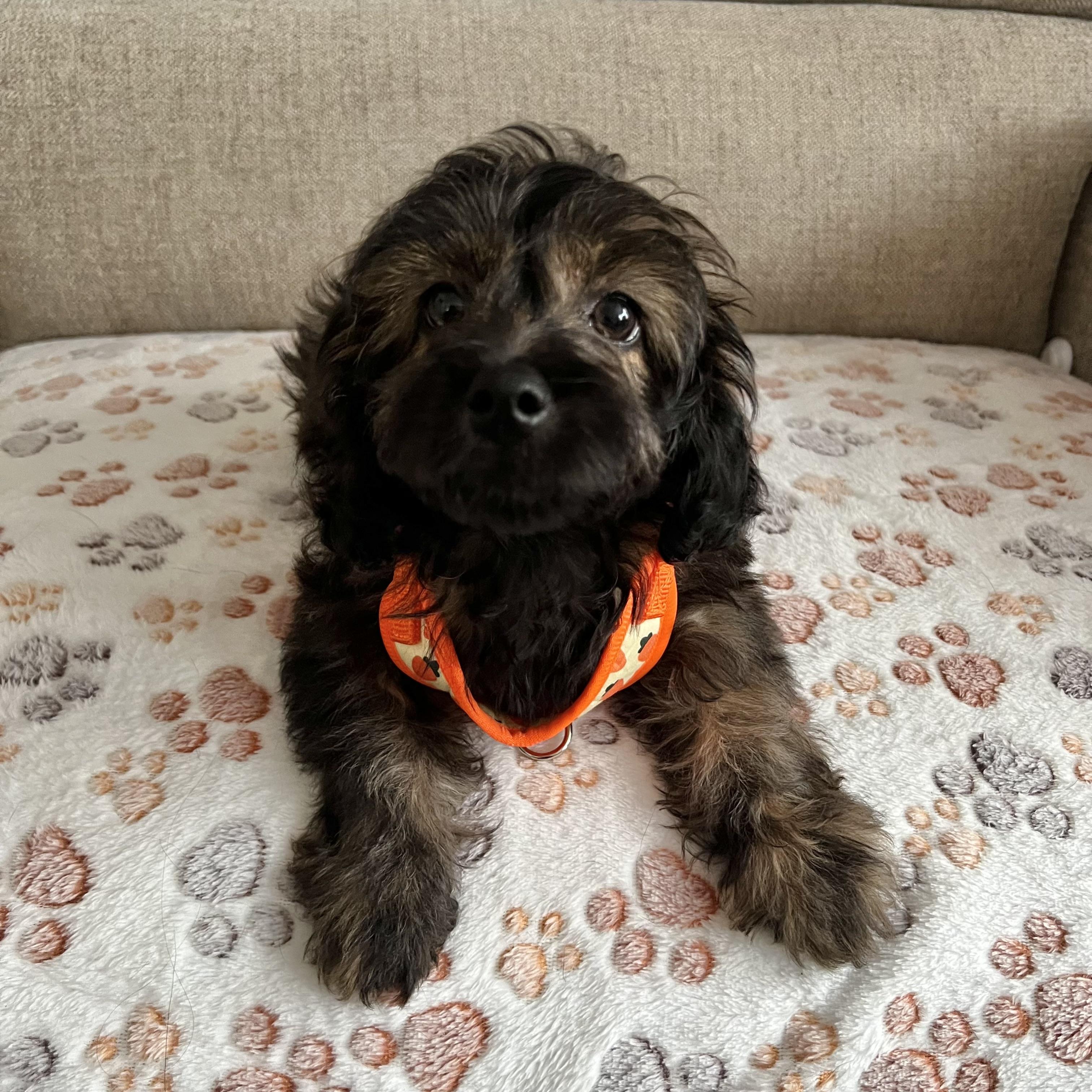 Dog for adoption - Ash, a Shih Tzu & Miniature Poodle Mix in Wrightstown, NJ | Petfinder