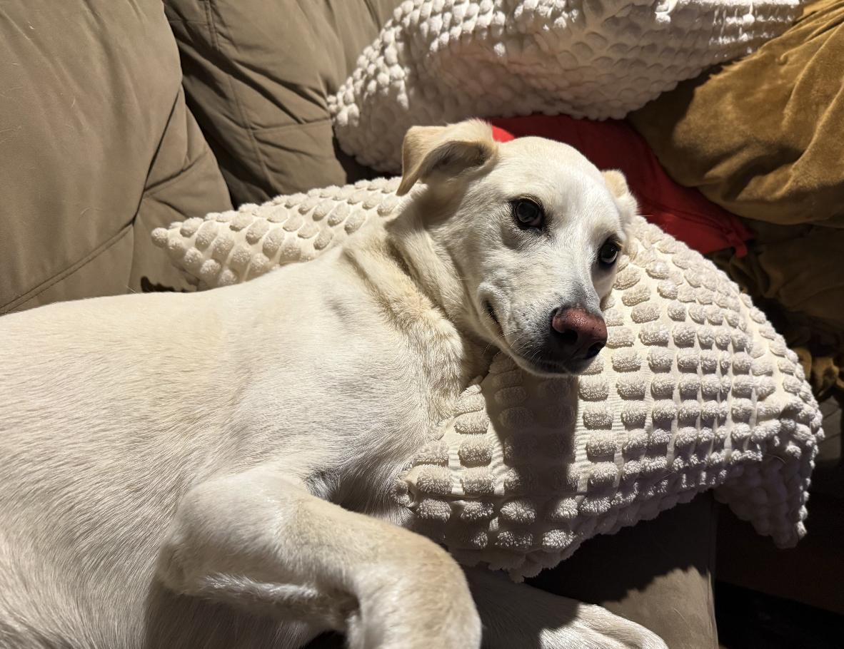 Dog for adoption - Coco, a Labrador Retriever Mix in Puyallup, WA | Petfinder