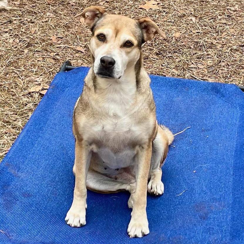 Dog for adoption - Marcy, a Husky & German Shepherd Dog Mix in West ...