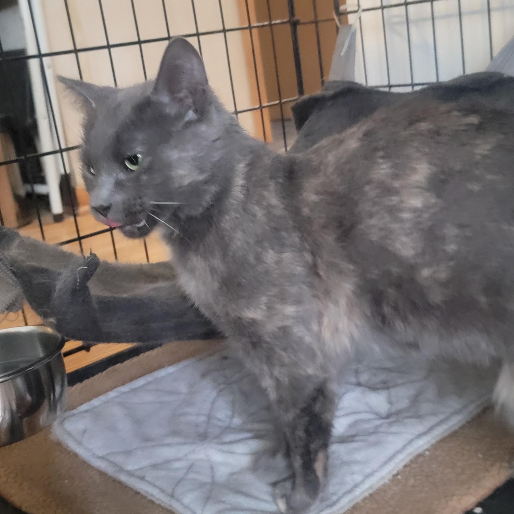 Cat for adoption - Ladybug, a Domestic Short Hair in Anoka, MN | Petfinder