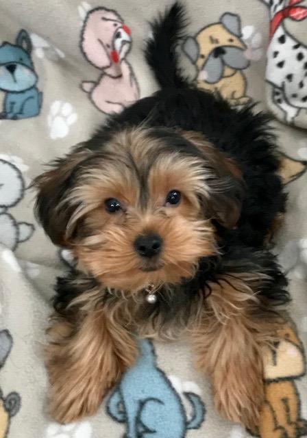 Bean - Adoptable Pet | Petfinder | Petfinder
