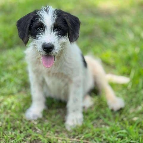 Dog for adoption - Buddy, a Wirehaired Terrier in Wando, SC | Petfinder