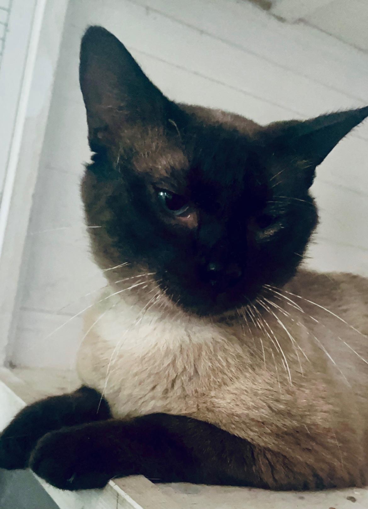 Cat for adoption - Akito, a Siamese in Colorado Springs, CO | Petfinder