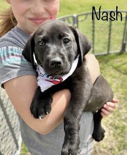 Dog for adoption - Nash, a Treeing Walker Coonhound & Labrador ...