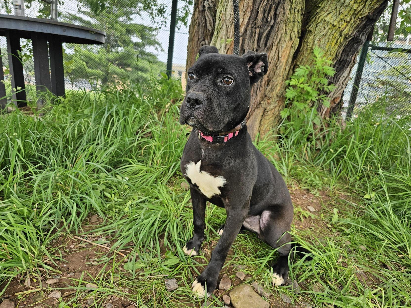 Dog for adoption - Chocolate, a Boxer Mix in Jersey city, NJ | Petfinder