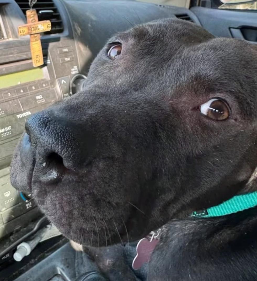 Dog for adoption - Blueberry, a Pit Bull Terrier in Chase City, VA ...