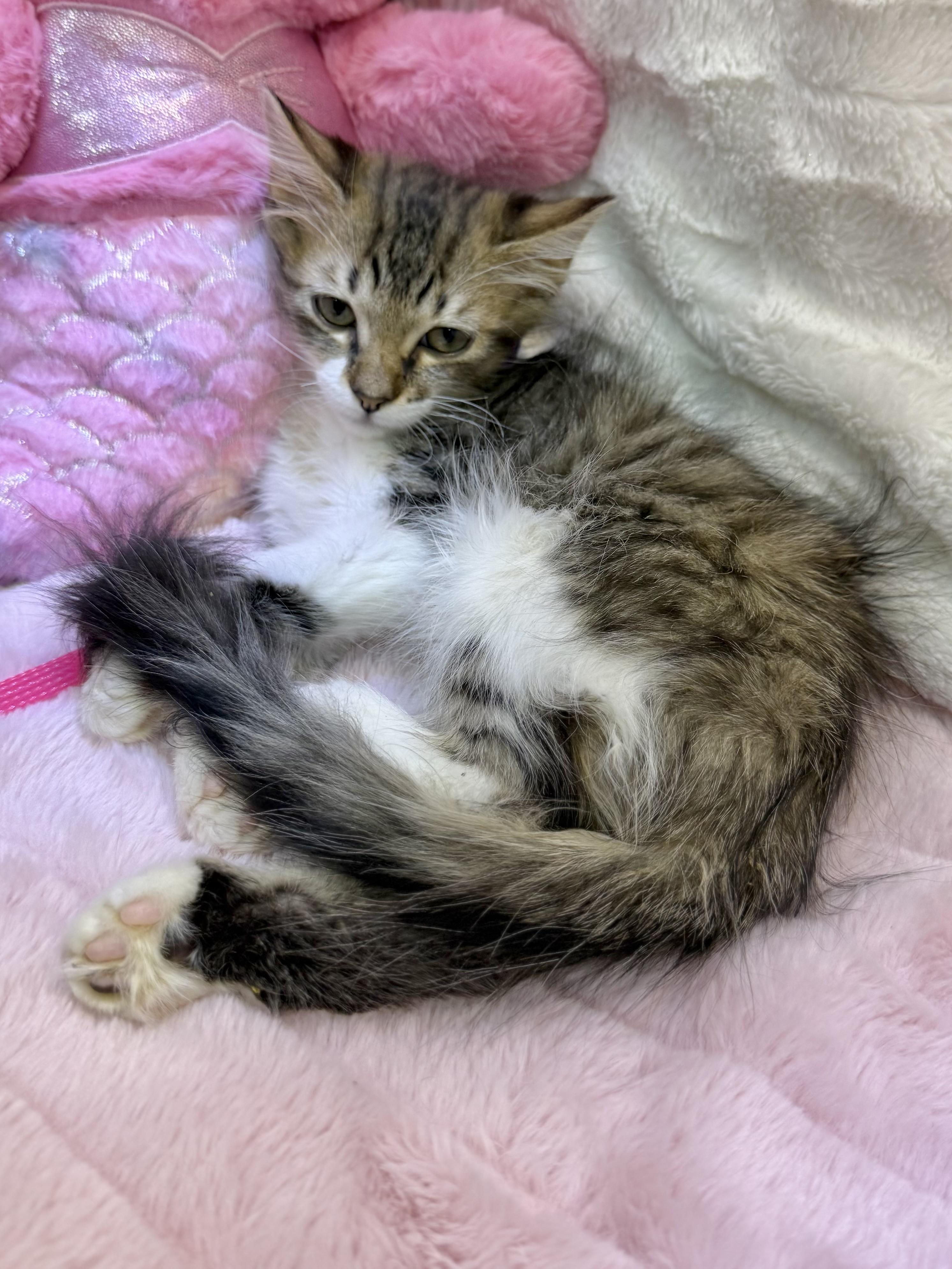 Cat for adoption - Demetria, a Domestic Long Hair & Tabby Mix in ...