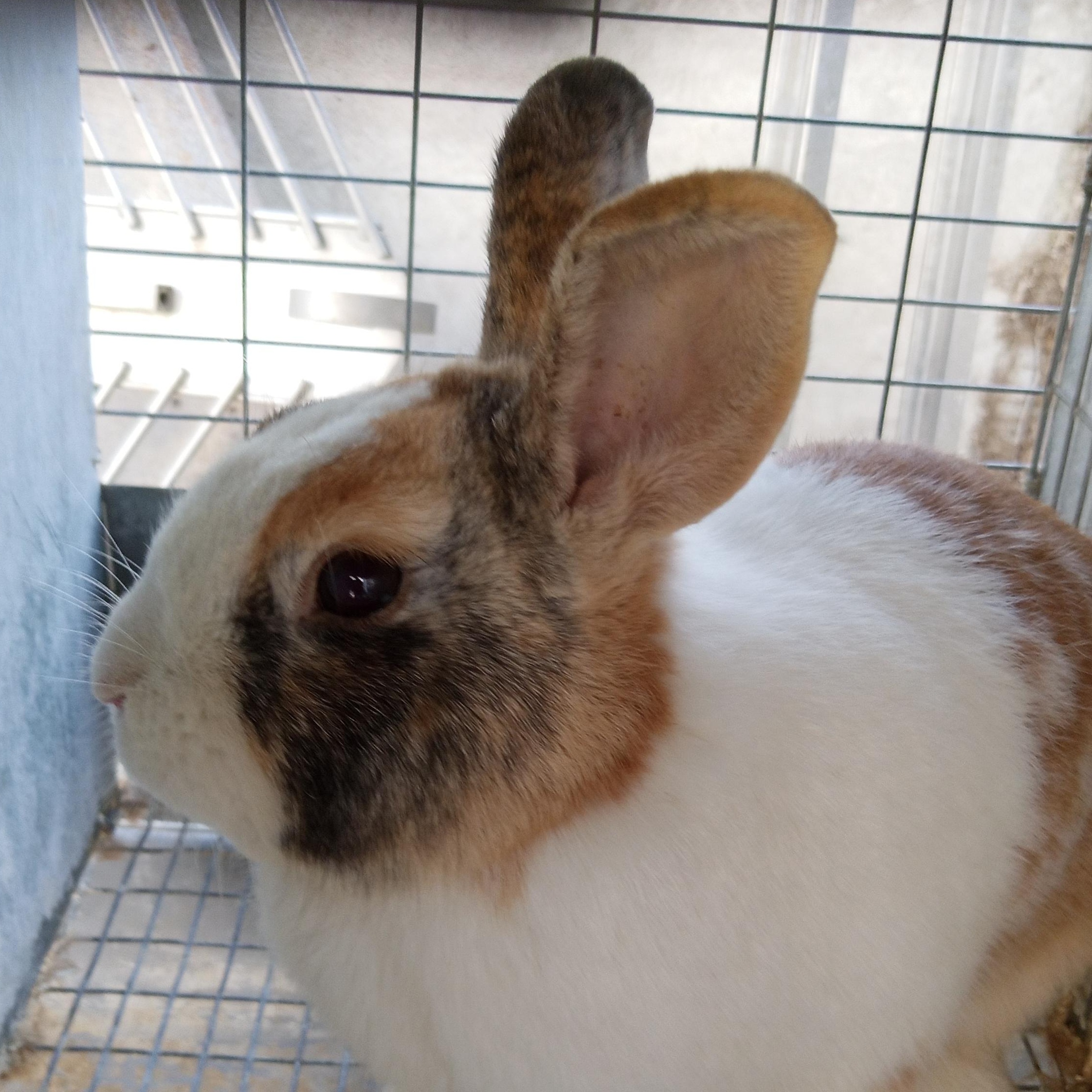 Rabbit for adoption - Parker, a Bunny Rabbit in Modesto, CA | Petfinder