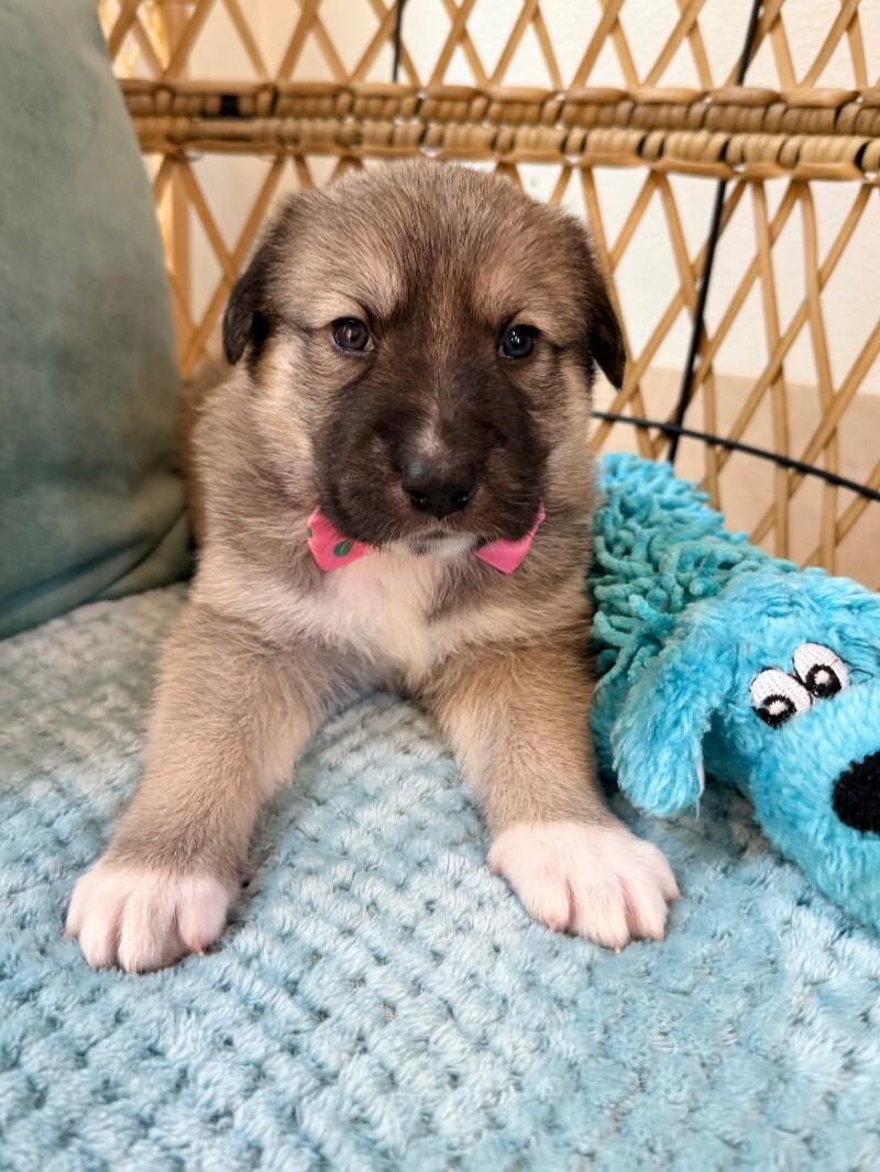 Dog for adoption - Oliver Chili Pepper, a German Shepherd Dog ...