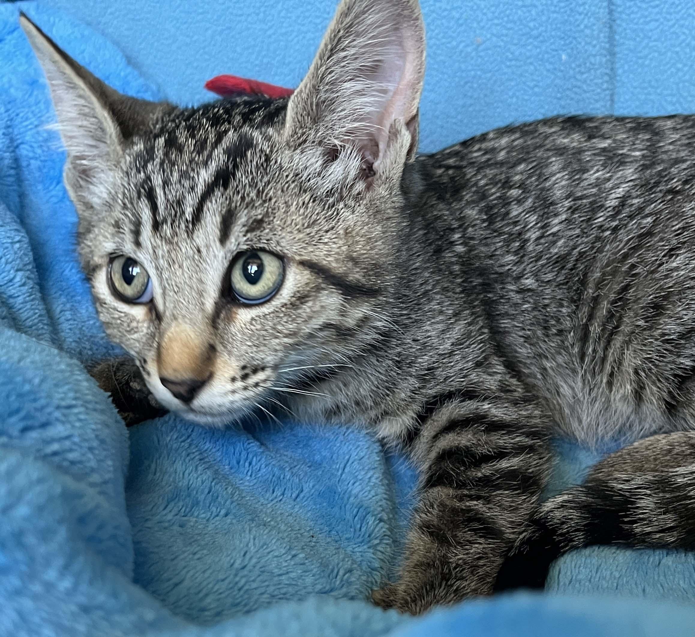 Cat for adoption - Felicia, a Tabby & Abyssinian Mix in Lake Oswego, OR ...