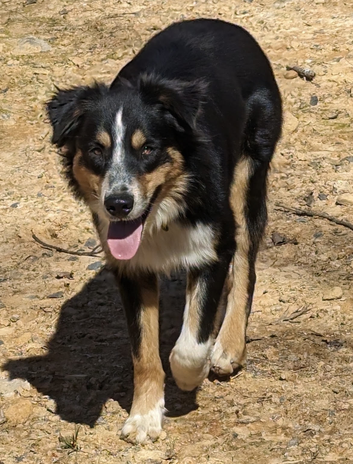 ARMA’s Aussies | Aussie Rescue of the Mid-Atlantic