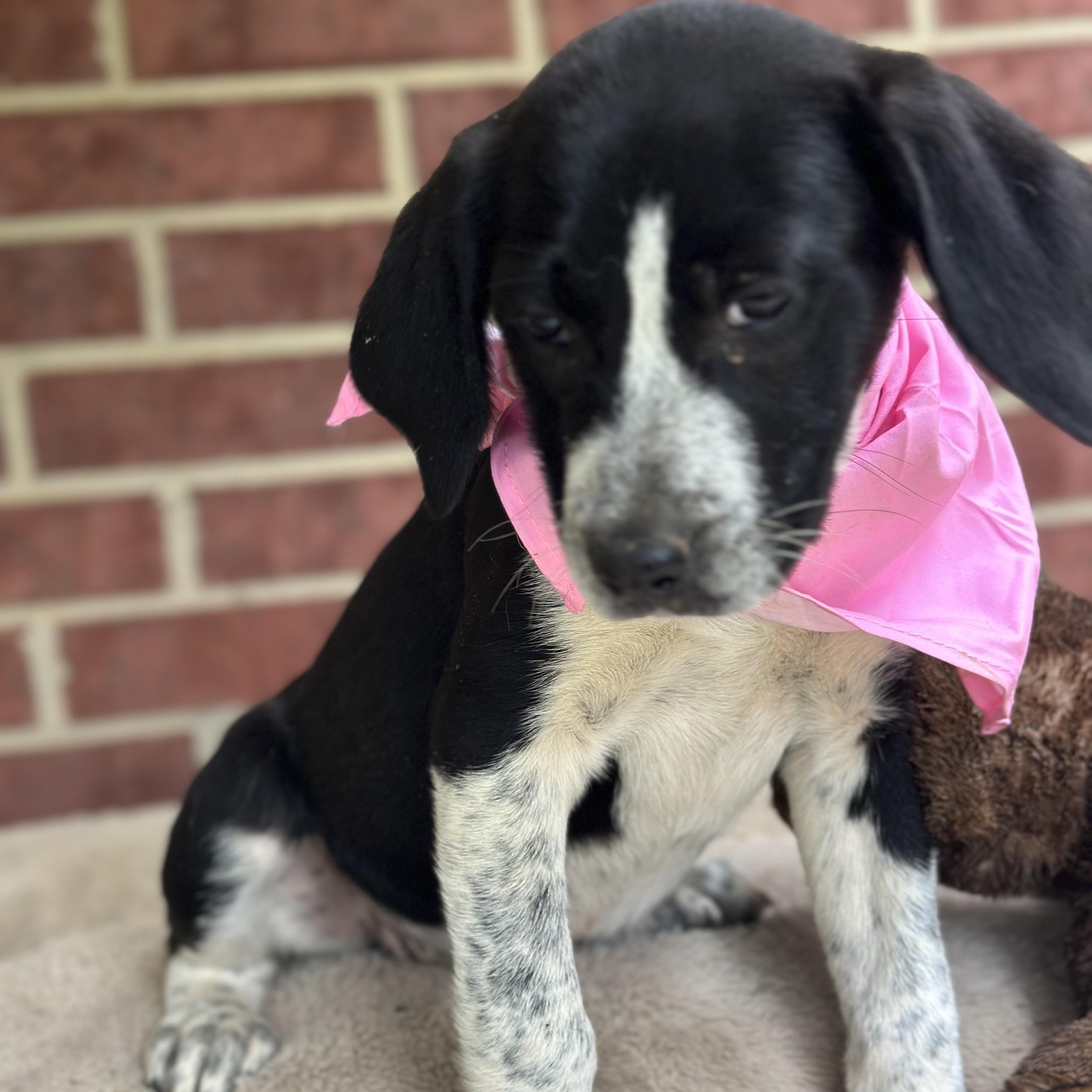 Dog for adoption - Ellie, an Australian Cattle Dog / Blue Heeler ...