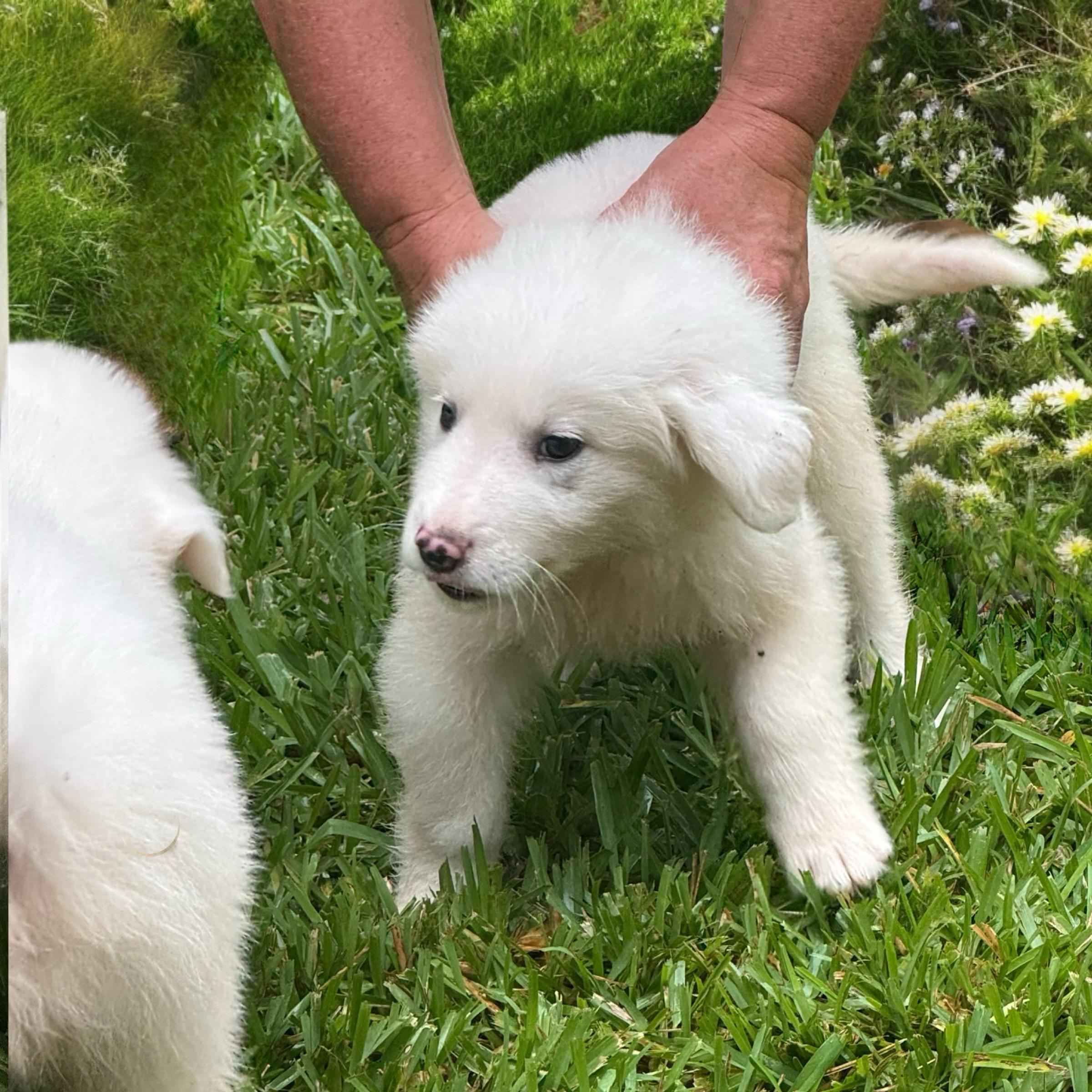 Dog for adoption - Thor, a Great Pyrenees in Hamel, IL | Petfinder