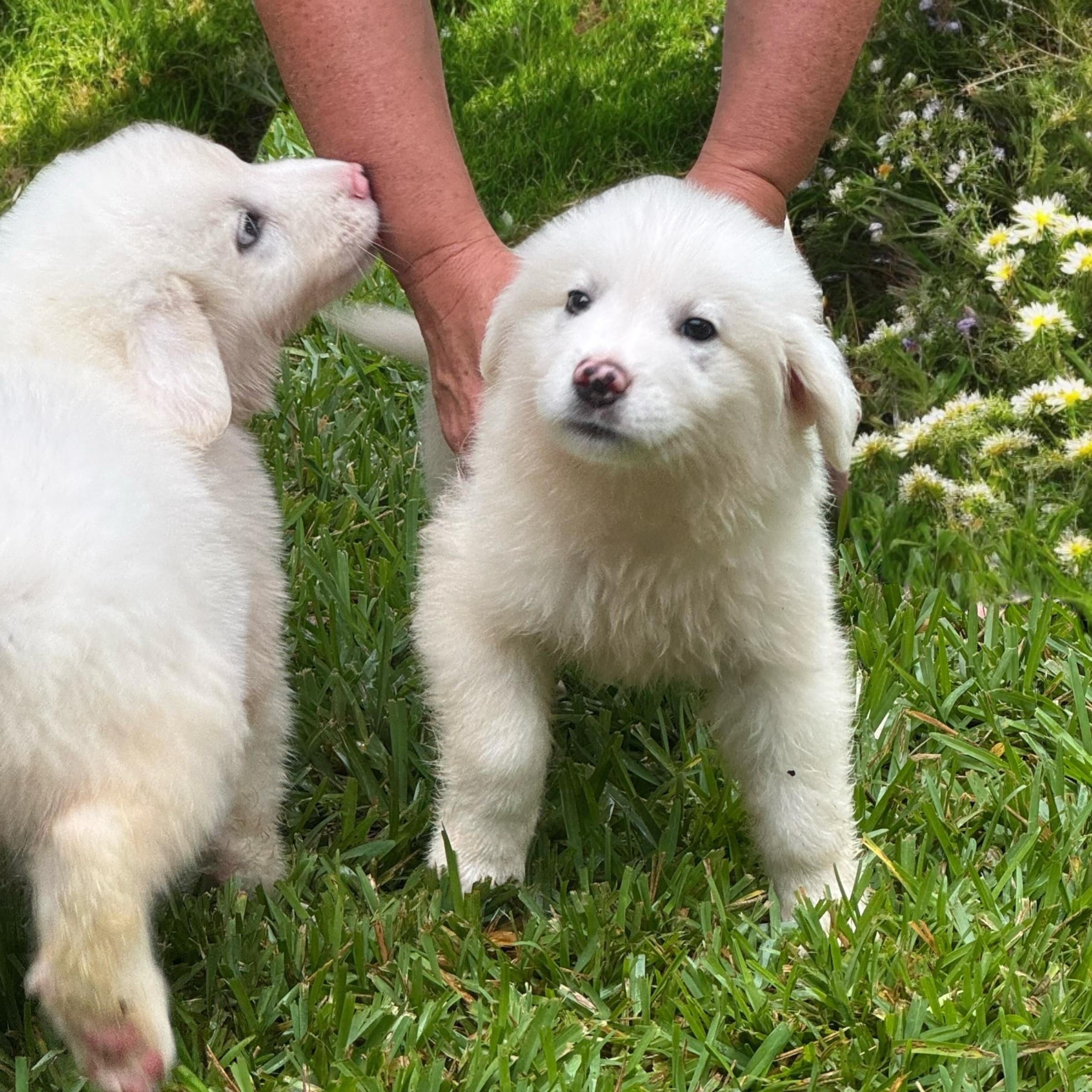 Dog for adoption - Thor, a Great Pyrenees in Hamel, IL | Petfinder