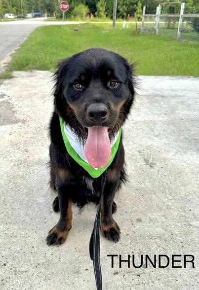 Dog for adoption - Thunder, a Rottweiler in Bellevue, WA | Petfinder