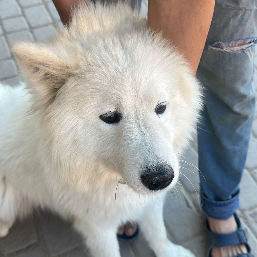 Dog for adoption - Sweet Goofy Alph from Azerbaijan!, a Samoyed in ...