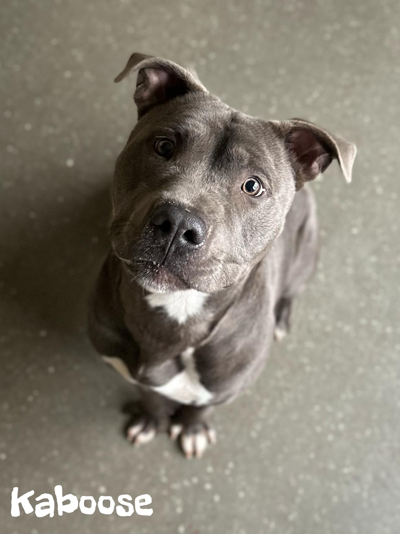 Dog for adoption - Kaboose, a Staffordshire Bull Terrier in Valparaiso ...